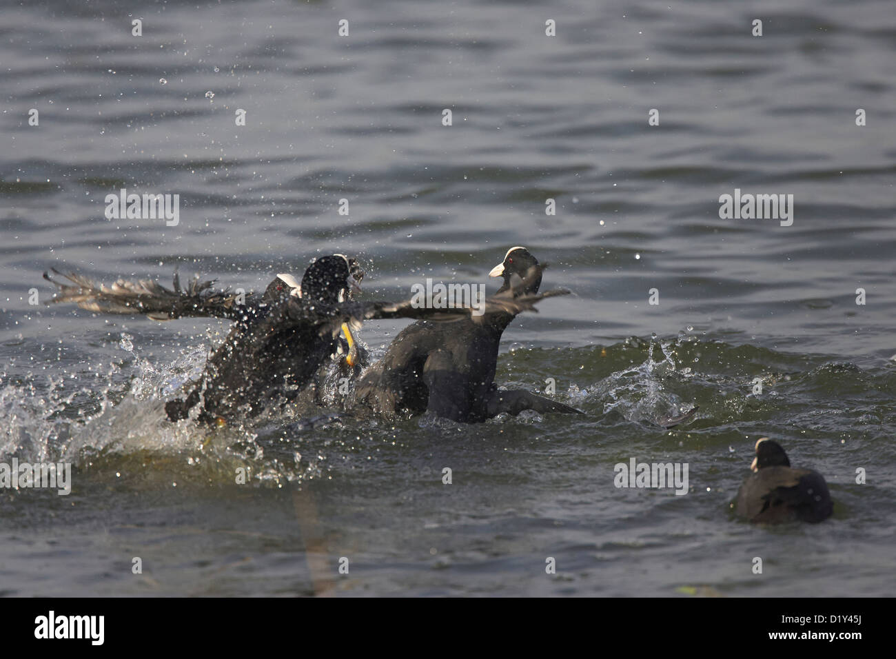 Coots Fighting With Their Feet High Resolution Stock Photography and ...