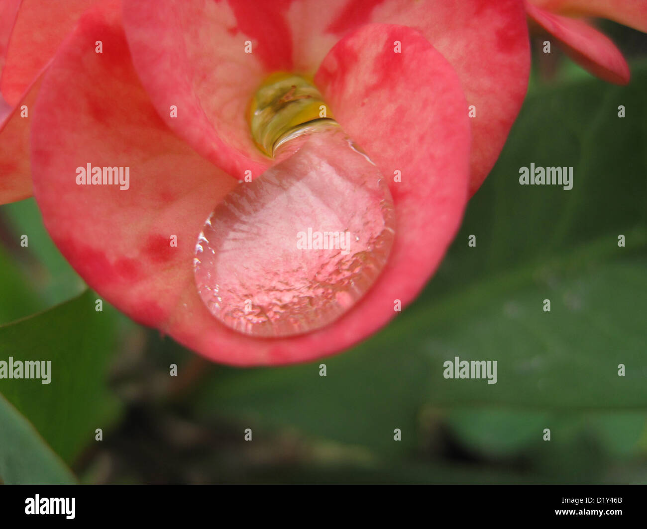 Round flower hi-res stock photography and images - Alamy