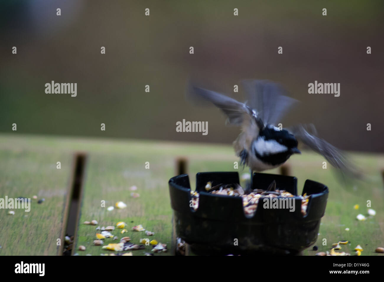 a bird flying away Stock Photo - Alamy
