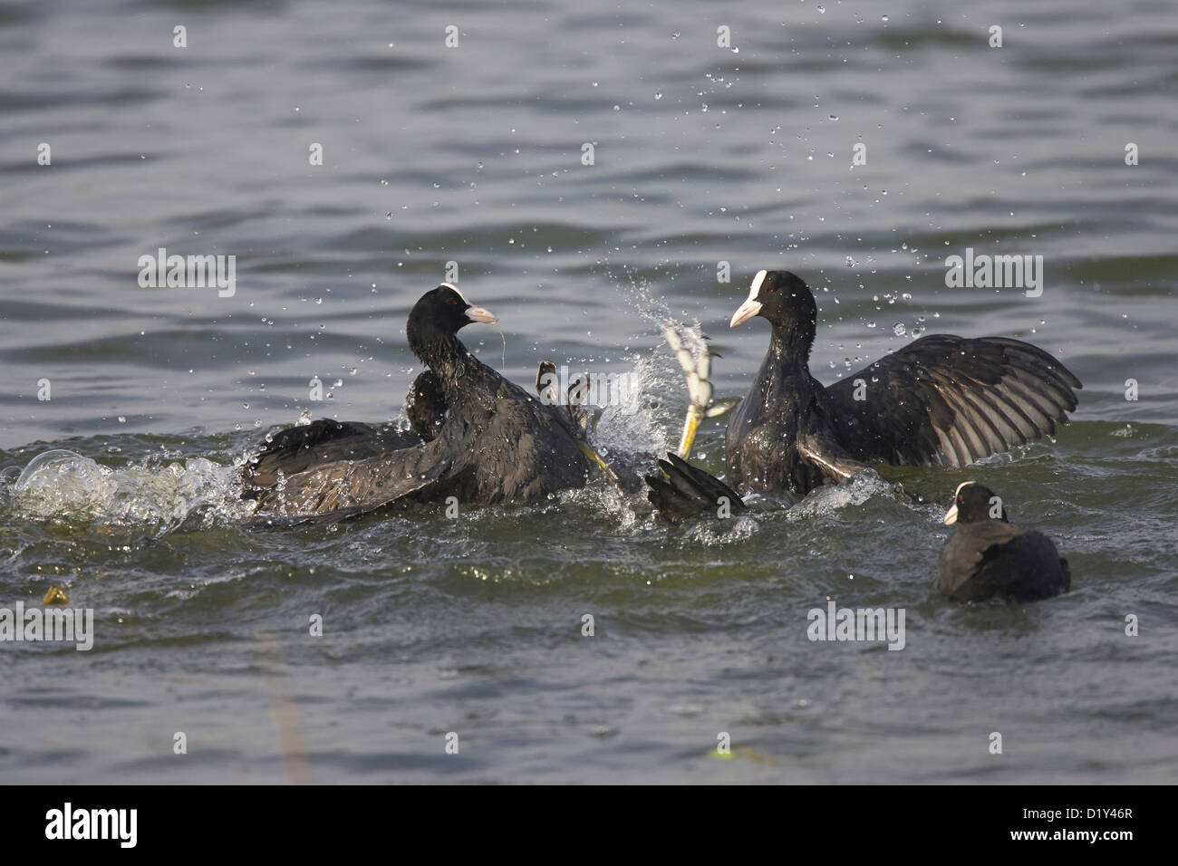 Coots fighting with their feet hi-res stock photography and images - Alamy