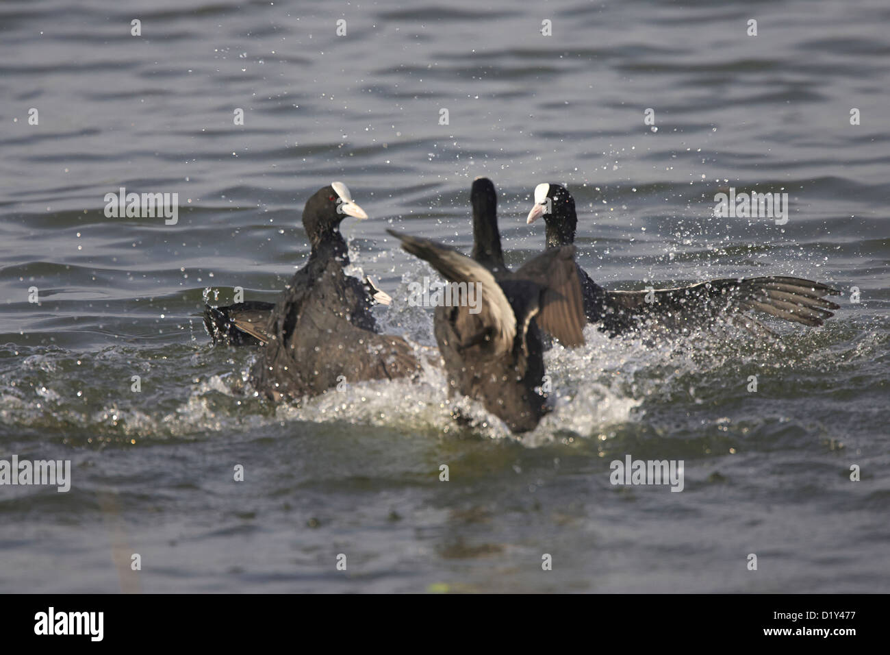 Coots running across water hi-res stock photography and images - Alamy
