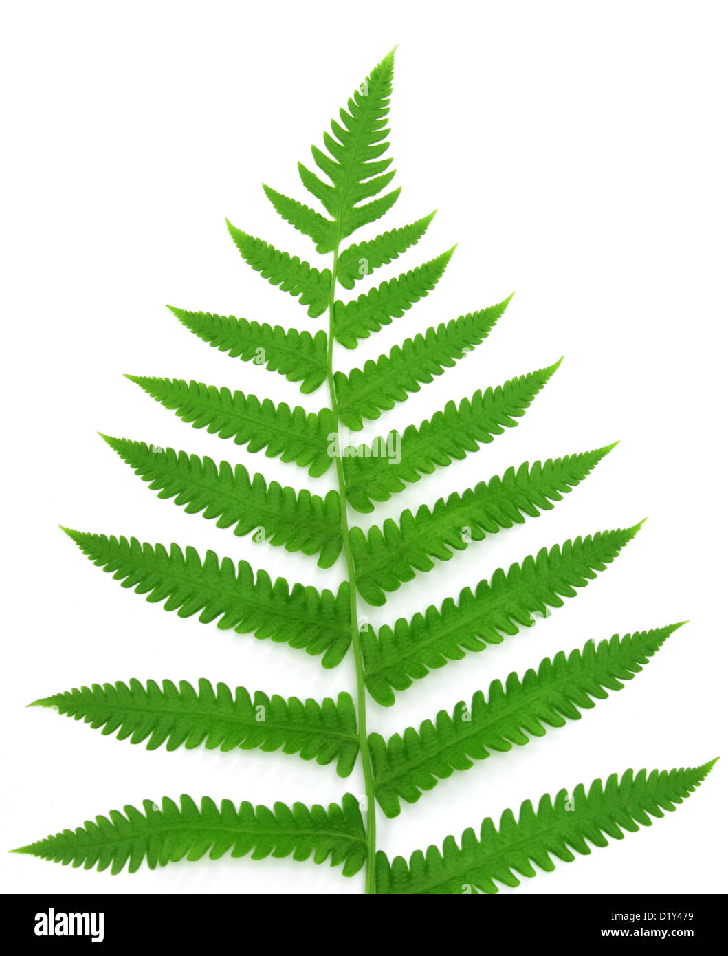 Decorative fern over white background Stock Photo - Alamy