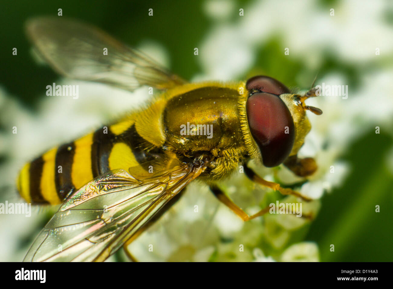 Portrait of a fly Stock Photo - Alamy