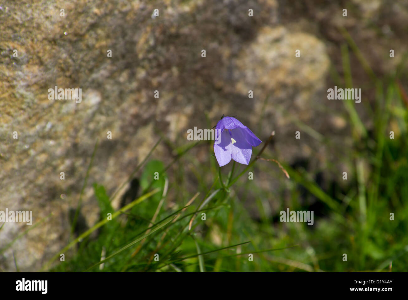 Barren flower hi-res stock photography and images - Alamy