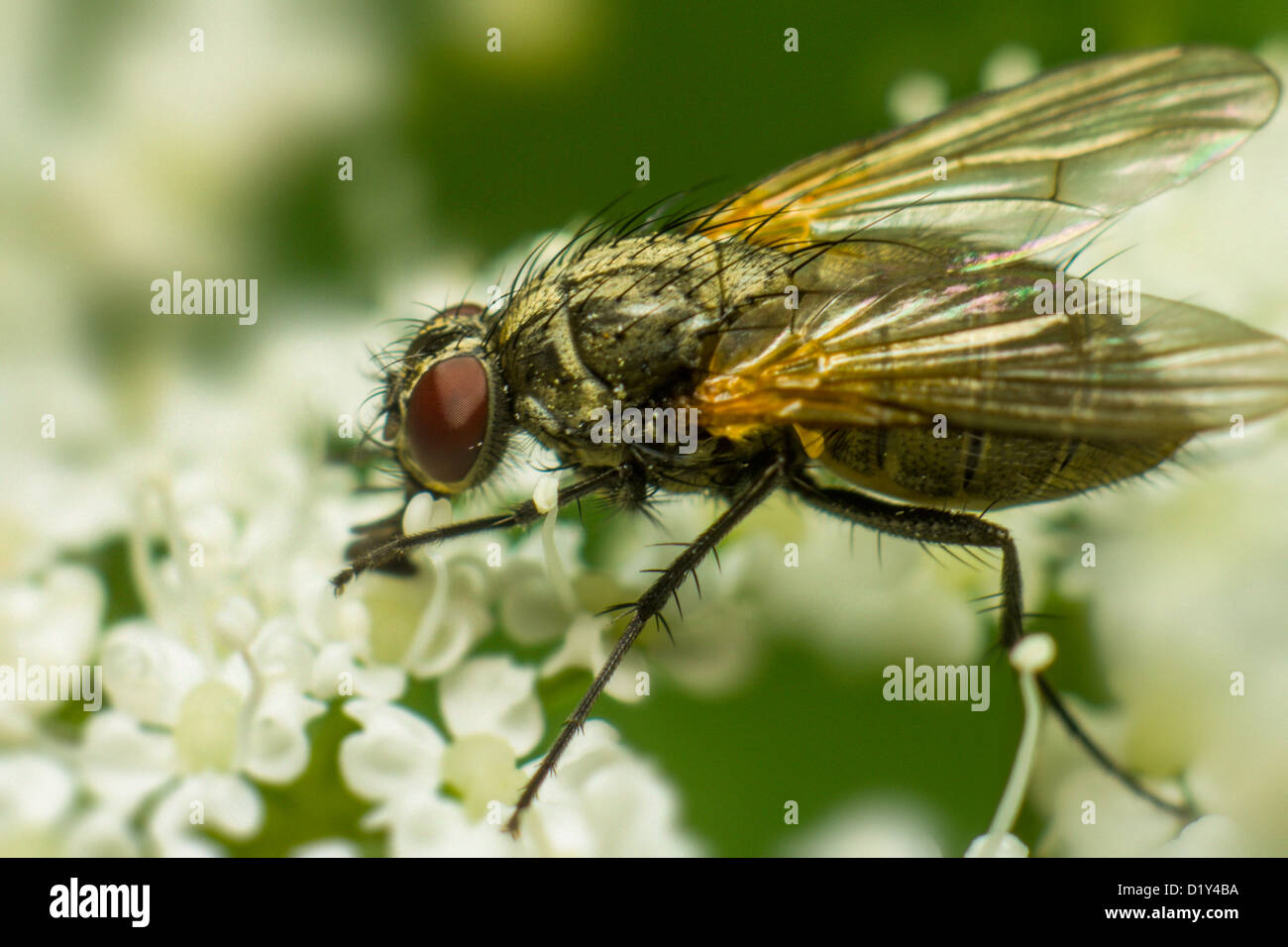 Portrait of a fly Stock Photo - Alamy