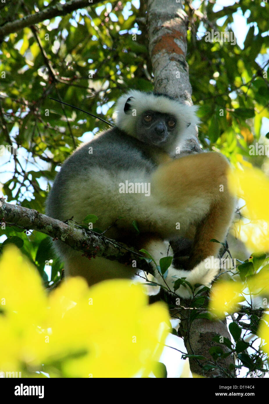 The beautifully coloured and endangered Diademed Sifaka Stock Photo - Alamy
