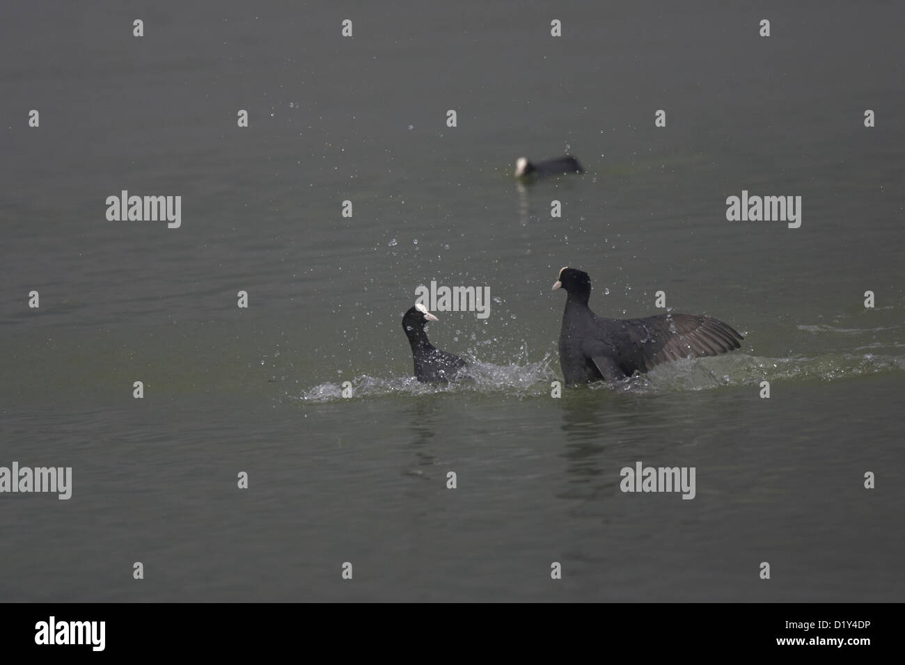 Coots running across water hi-res stock photography and images - Alamy