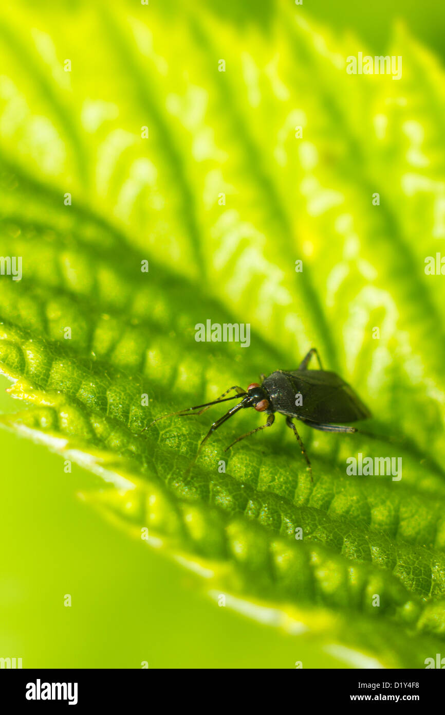 Portrait of a bug Stock Photo - Alamy