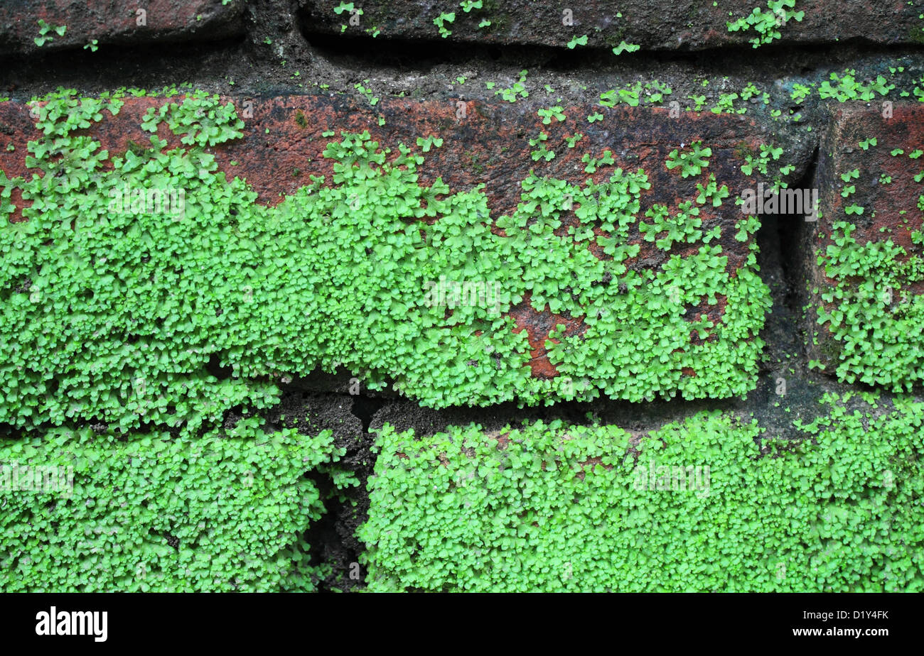 Brick wall with moss Stock Photo - Alamy