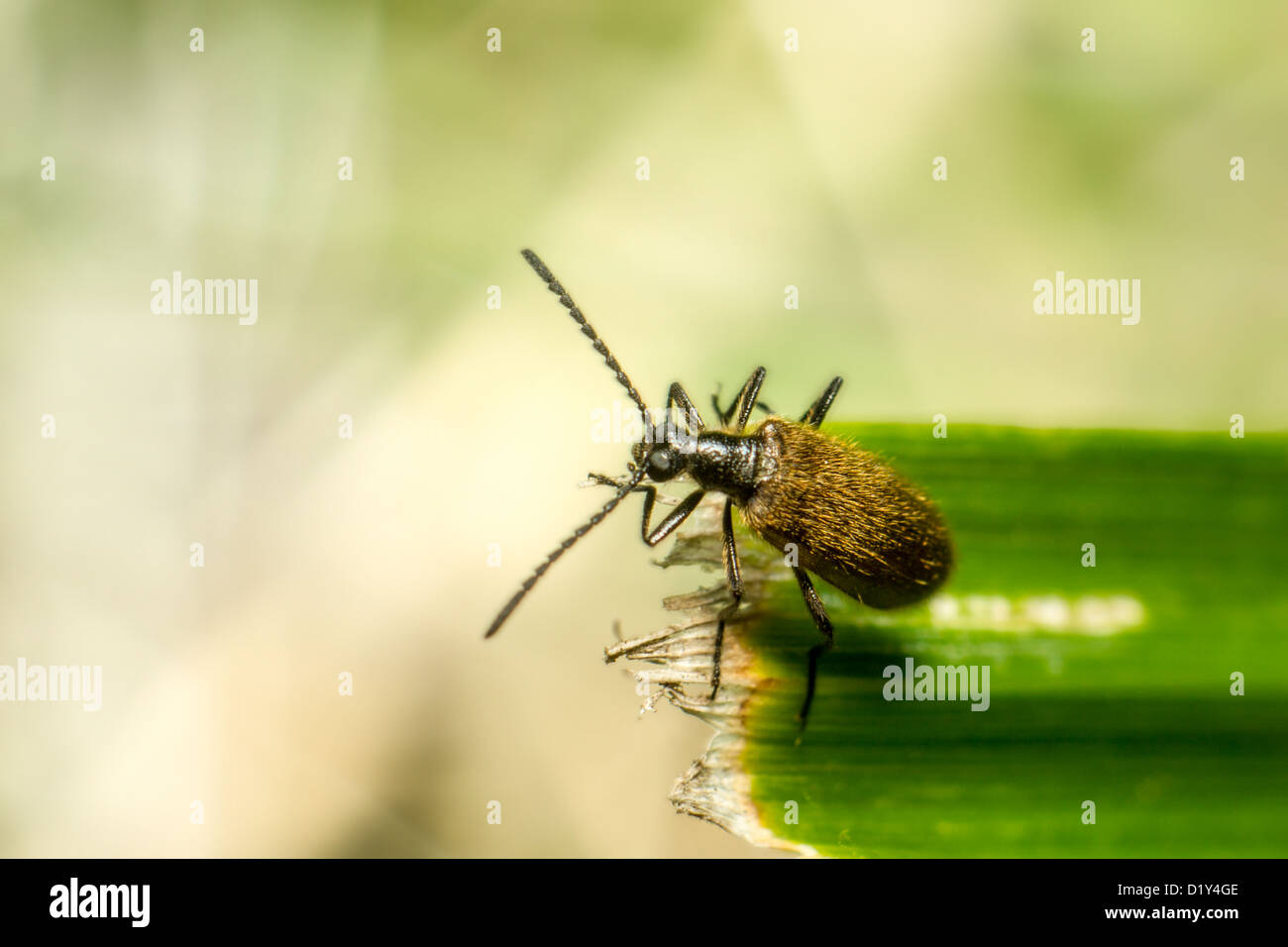 Portrait of a bug Stock Photo - Alamy