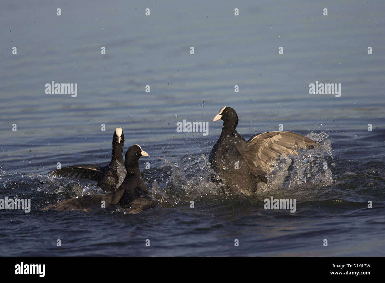 Coots running across water hi-res stock photography and images - Alamy