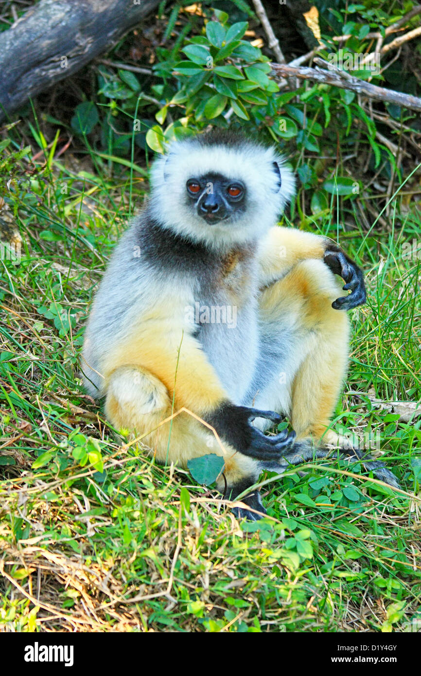 The beautifully coloured and endangered Diademed Sifaka Stock Photo - Alamy