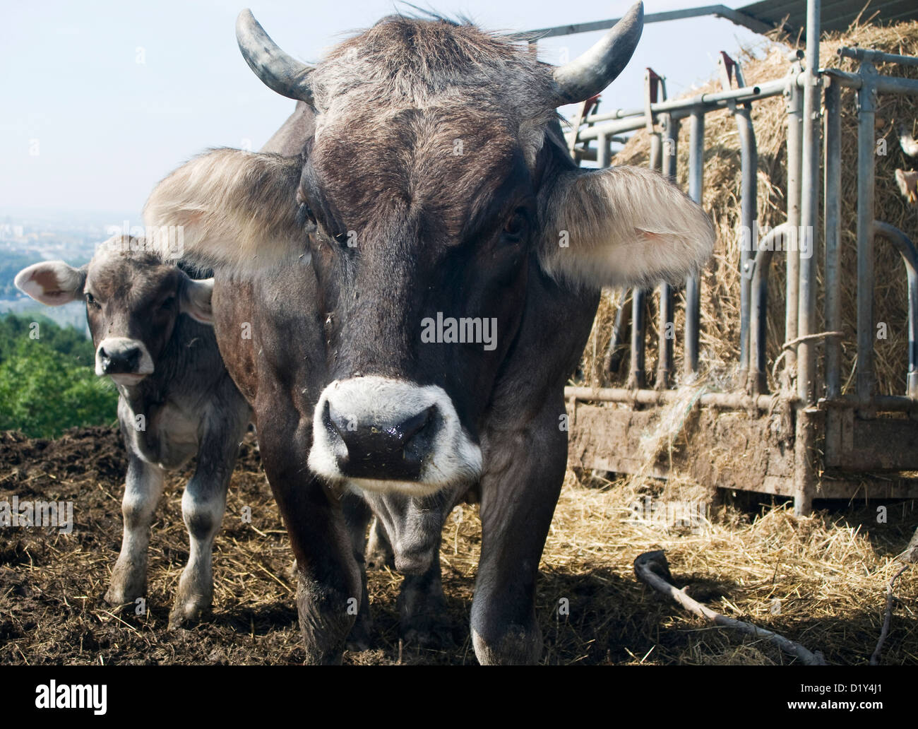 Grey Cow and Calf in a Ranch Stock Photo - Alamy