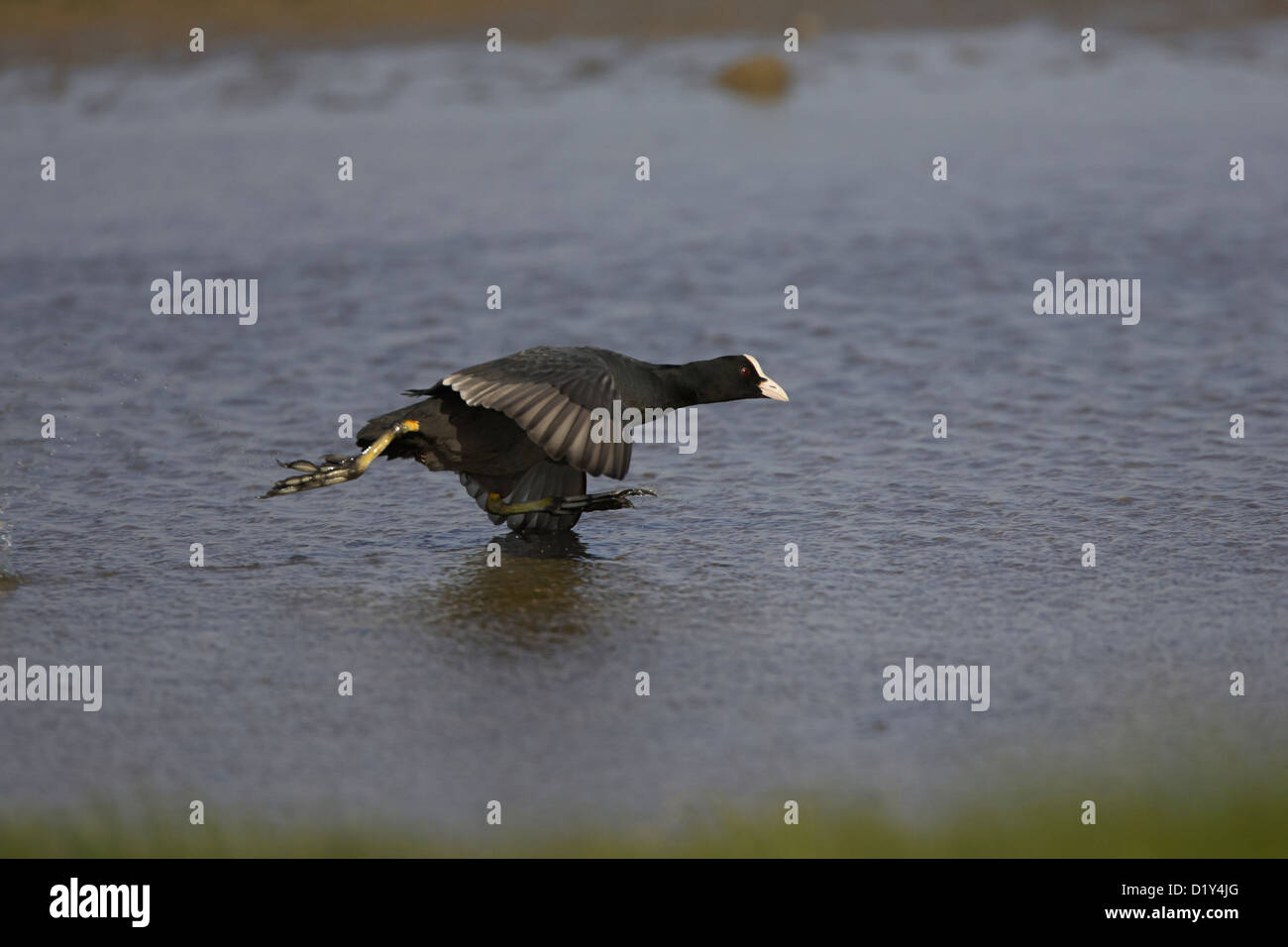 Coot running/flying across water Stock Photo - Alamy