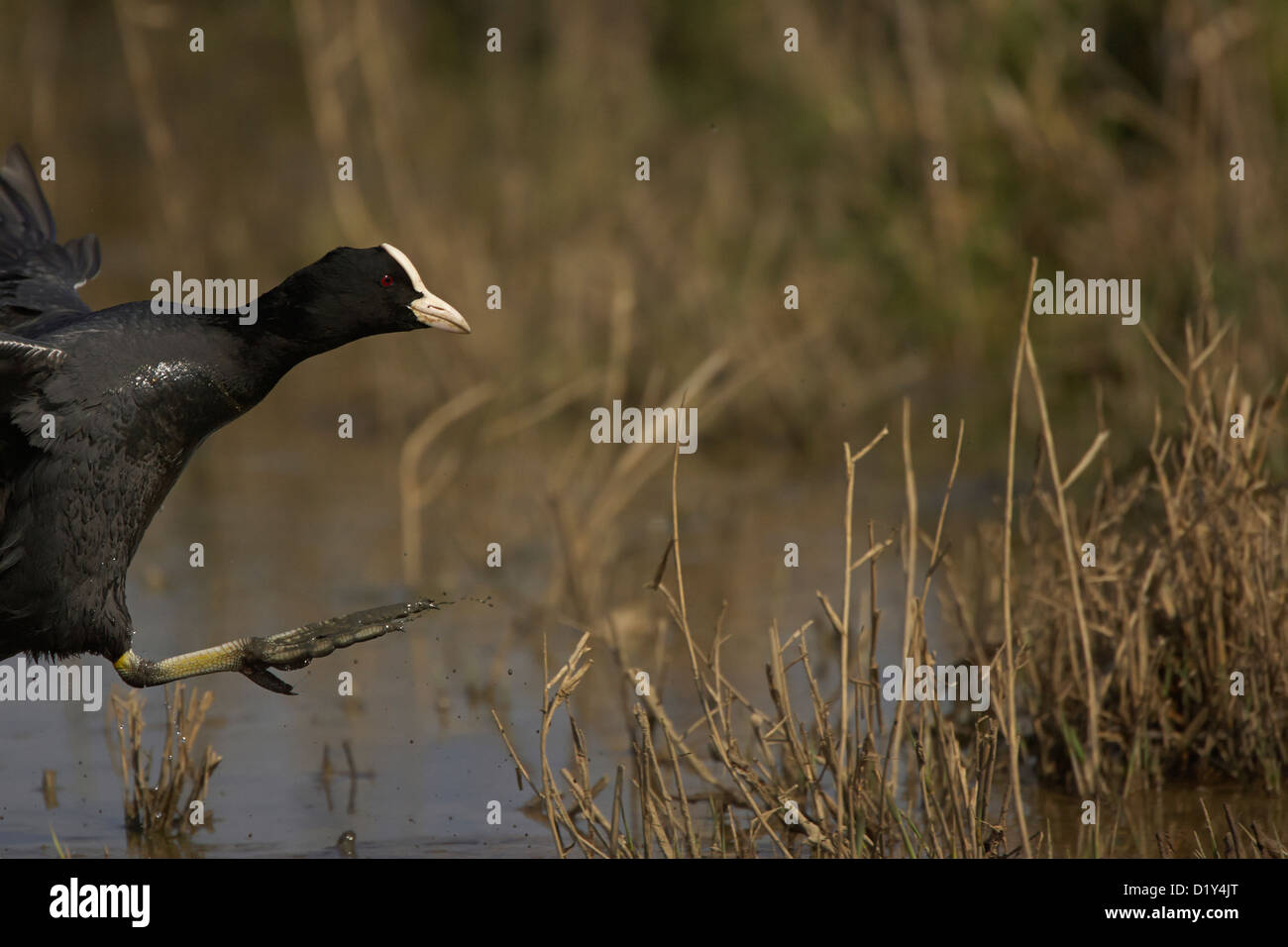 Coot running/flying across water Stock Photo - Alamy