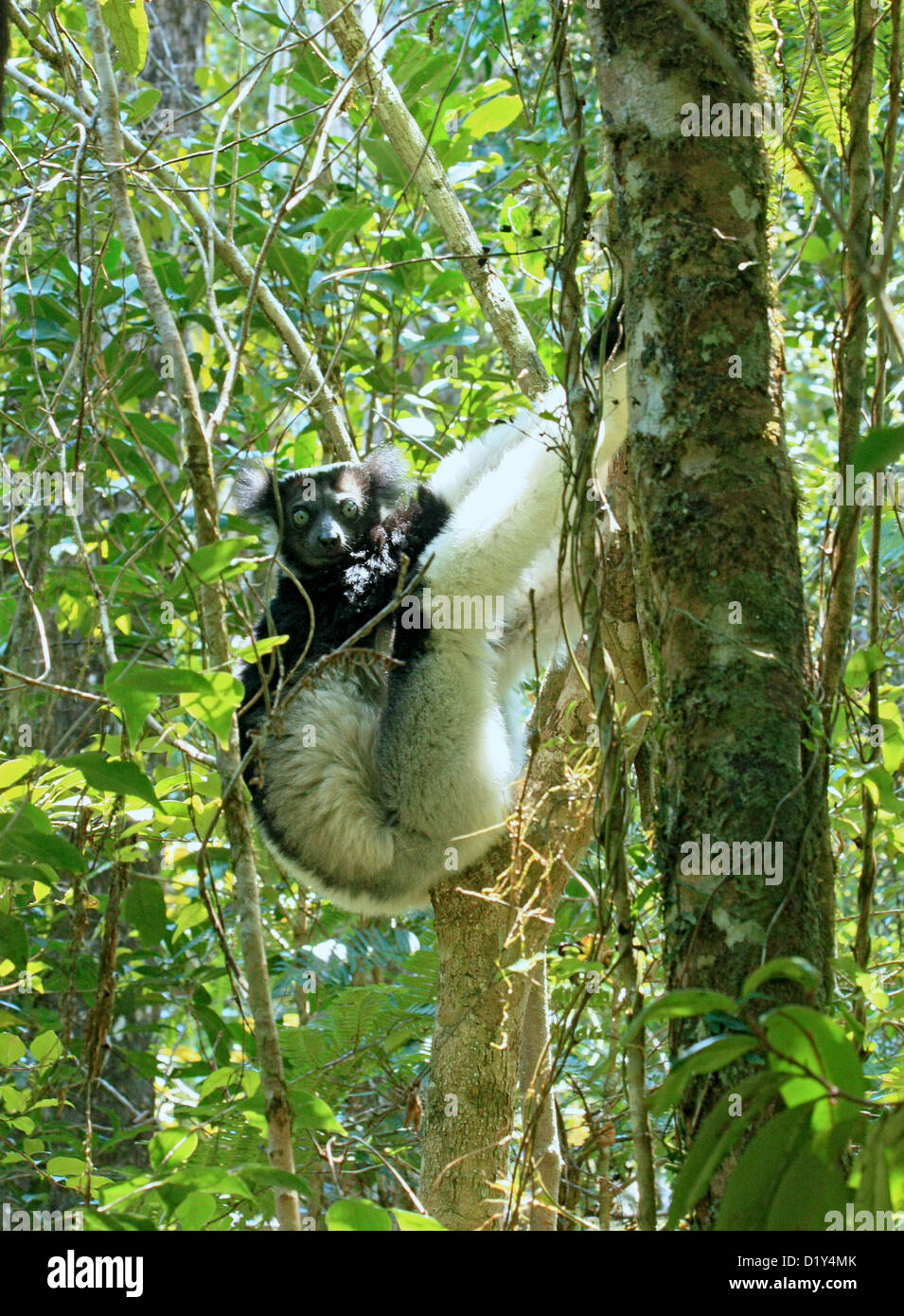 The endangered Indri Stock Photo - Alamy