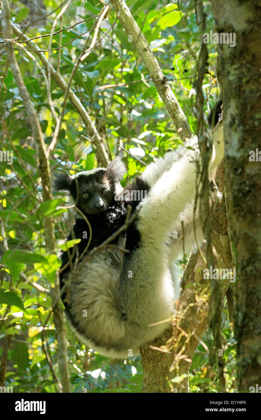 Endangered species photos hi-res stock photography and images - Alamy
