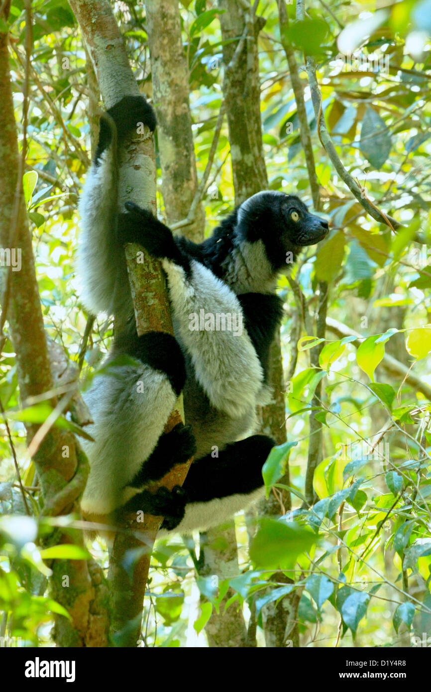 Endangered species of monkeys hi-res stock photography and images - Alamy