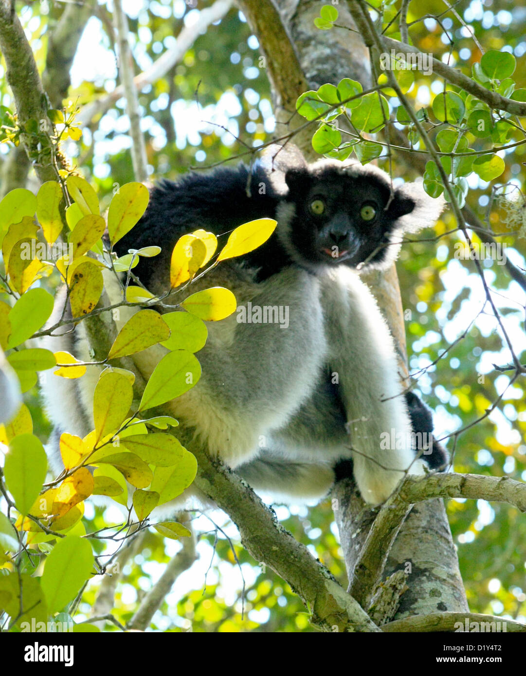 The endangered Indri Stock Photo - Alamy