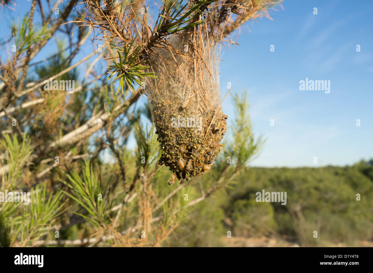 Processionary nest on a Mediterranean pine tree Stock Photo - Alamy