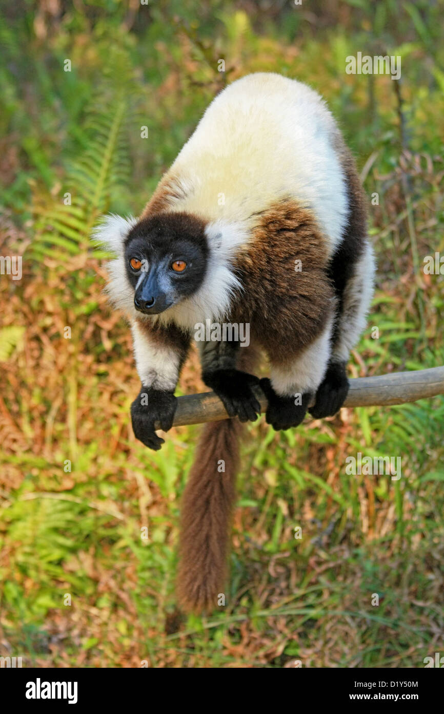 The endangered Black-and-white Ruffed Lemur Stock Photo - Alamy