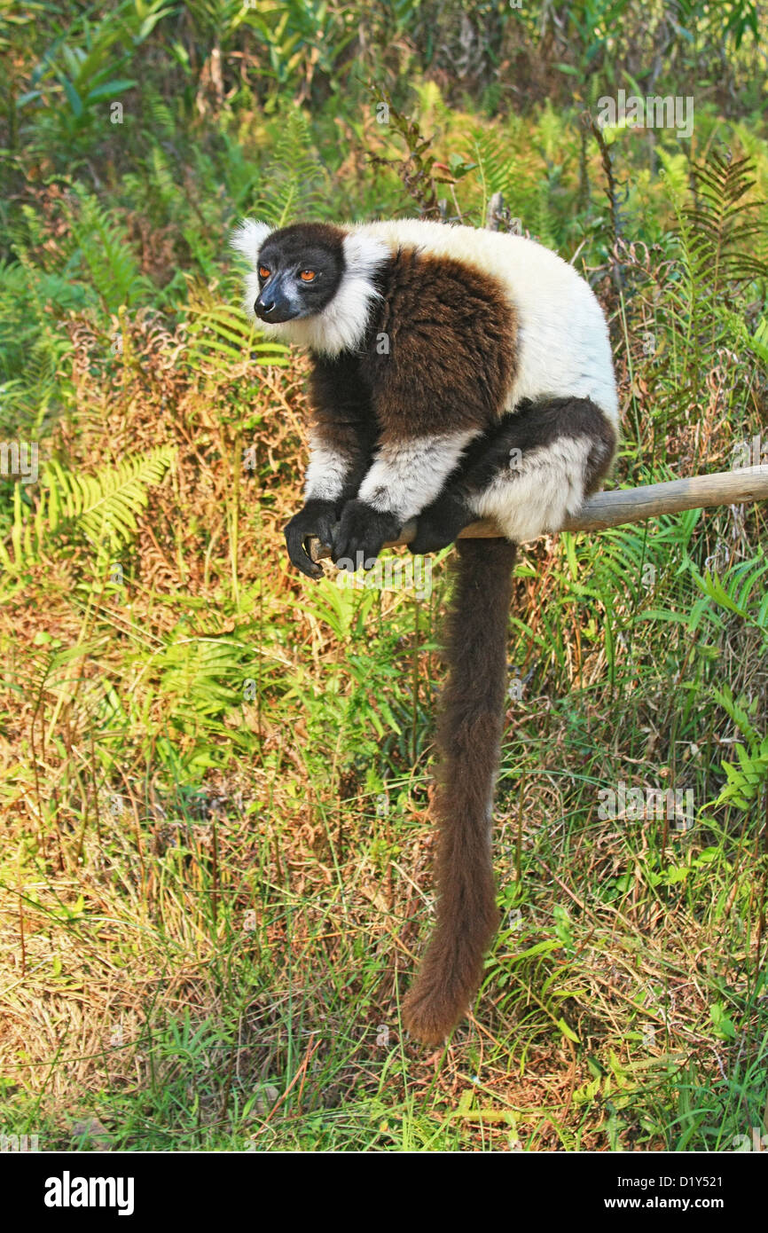 The endangered Black-and-white Ruffed Lemur Stock Photo - Alamy