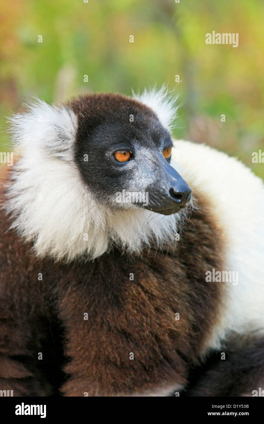 The endangered Black-and-white Ruffed Lemur Stock Photo - Alamy