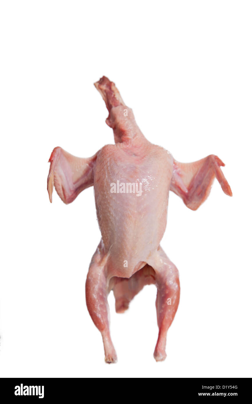 Partridge fresh bird isolated on white background Stock Photo - Alamy