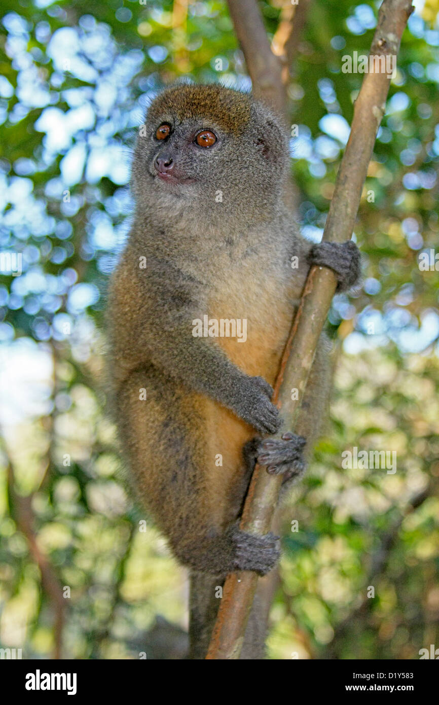 Eastern gray bamboo lemur hi-res stock photography and images - Alamy