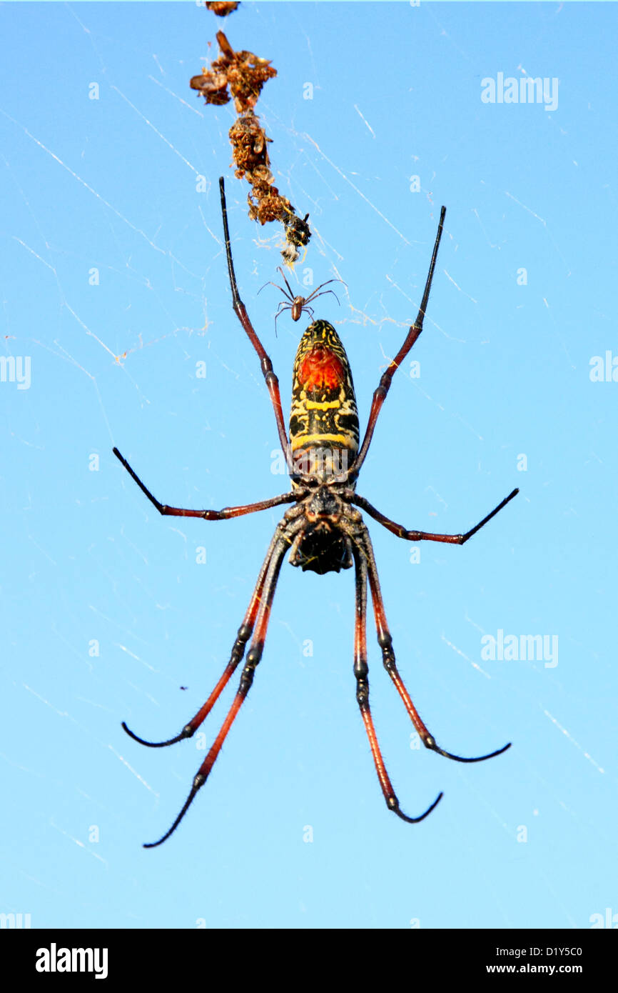 Male Nephila Clavata