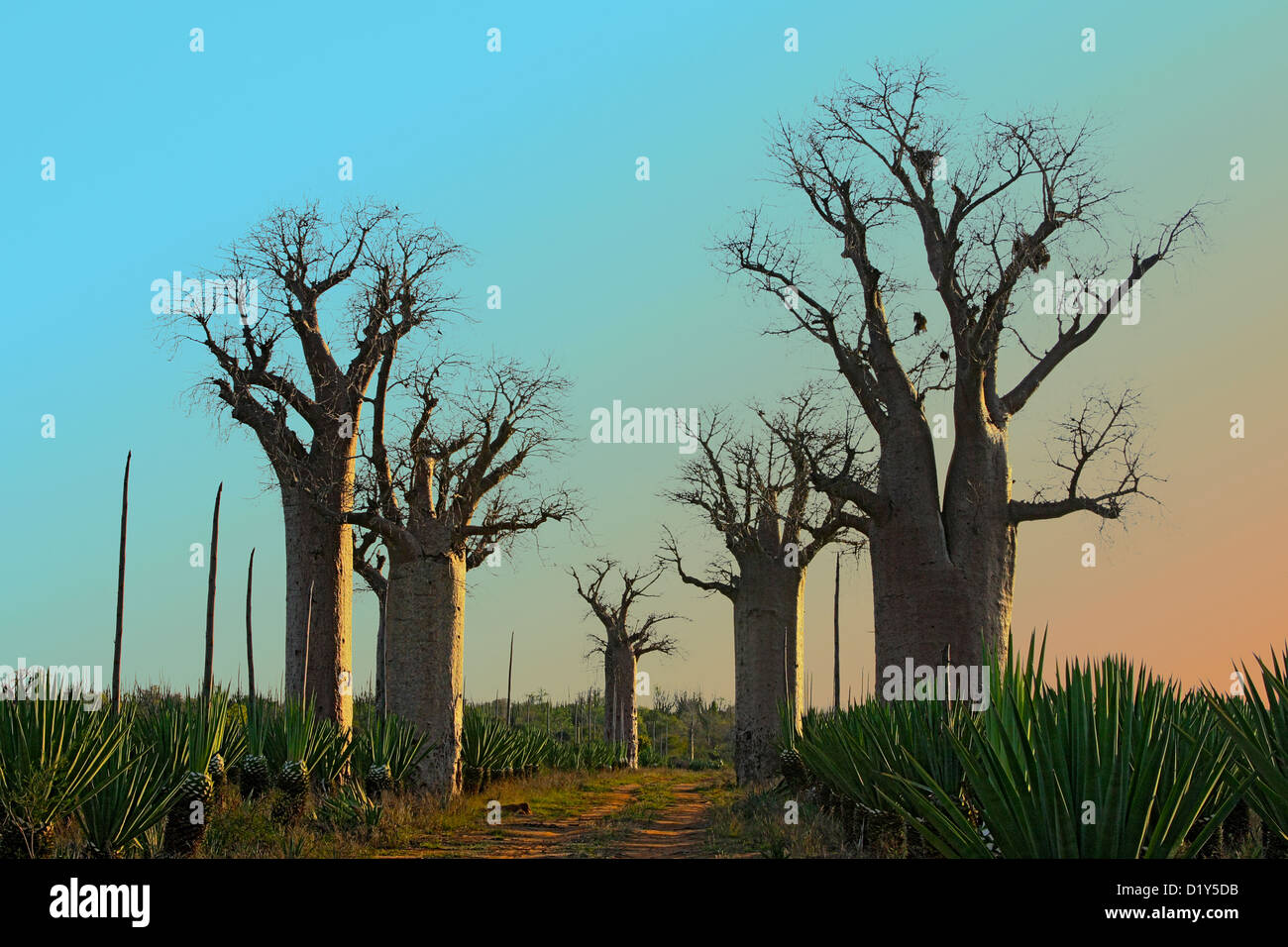 Sisal plantation hi-res stock photography and images - Alamy