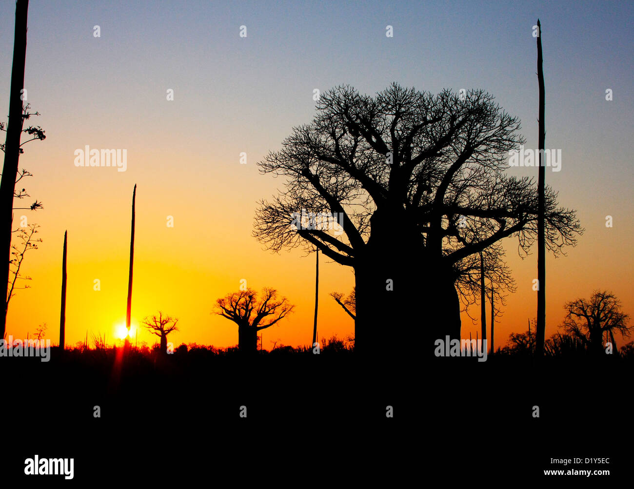 Sisal plantation hi-res stock photography and images - Alamy