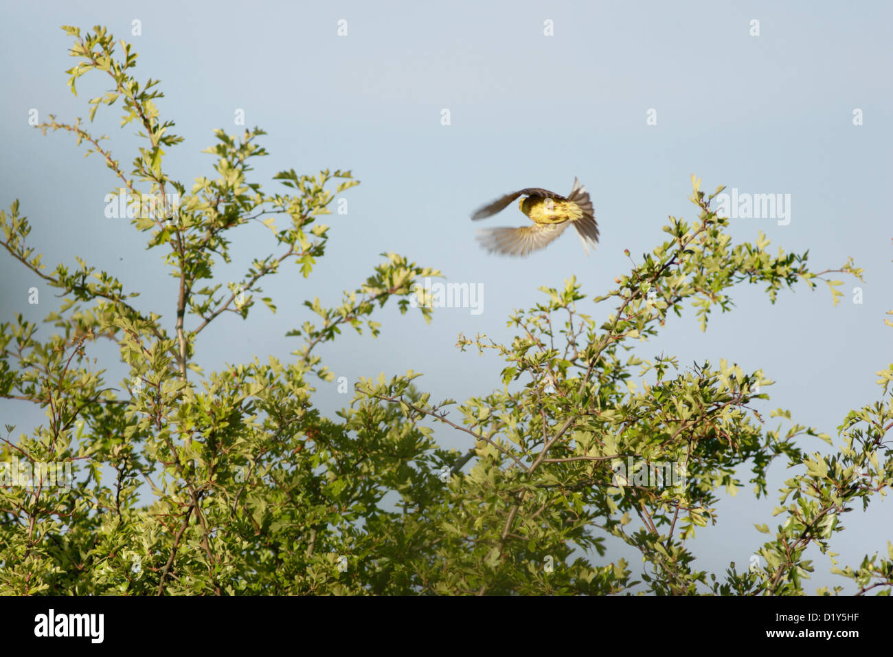 Yellowhammer, in flight, leaving hedgerow, Farmland, West Yorkshire ...