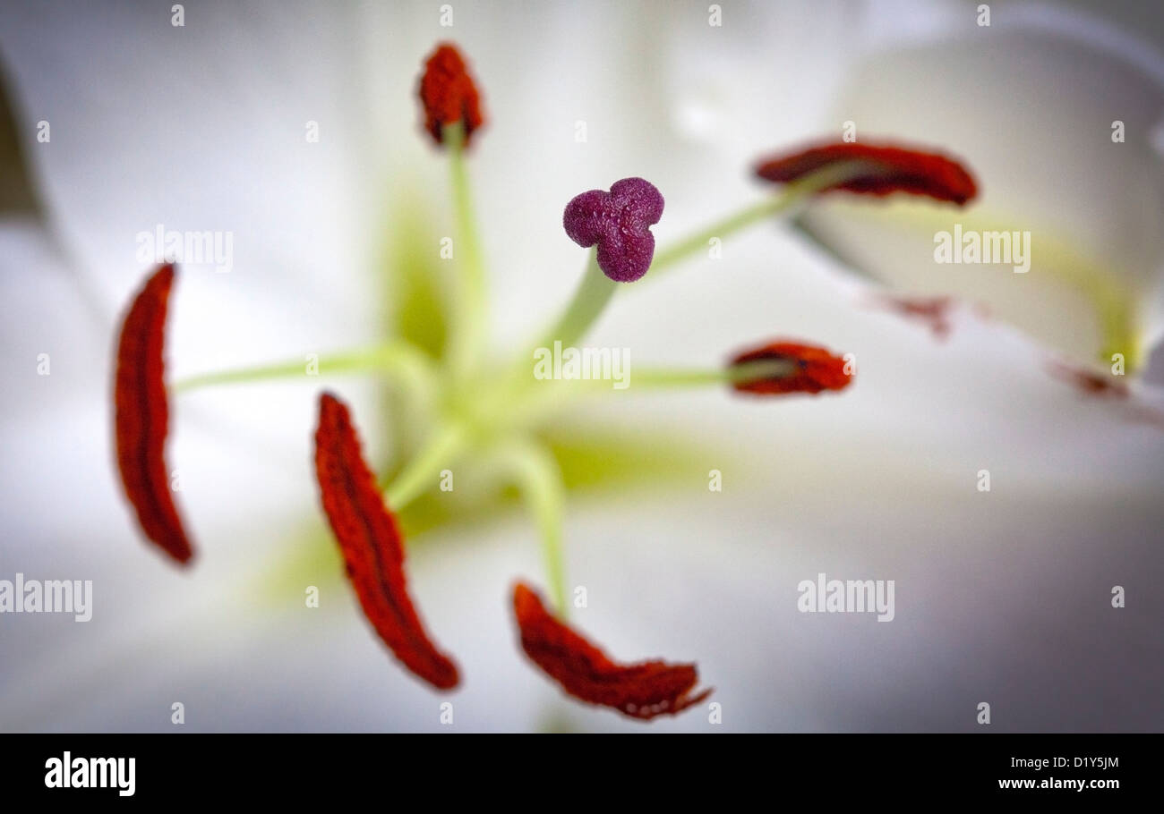 Lily flower stigma pollen hi-res stock photography and images - Alamy