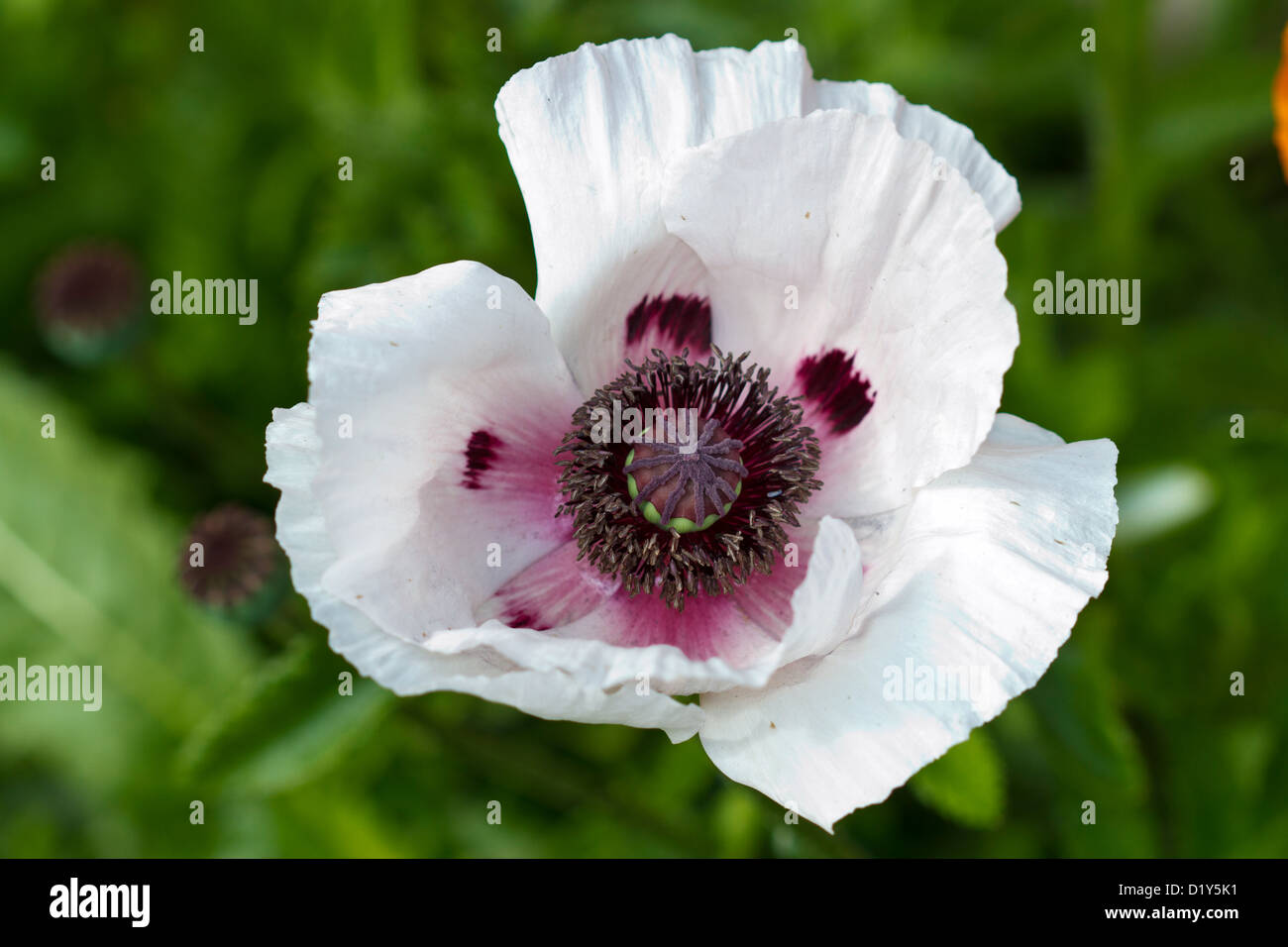 A rare naturally grown White Poppy prepares to be pollinated Stock ...