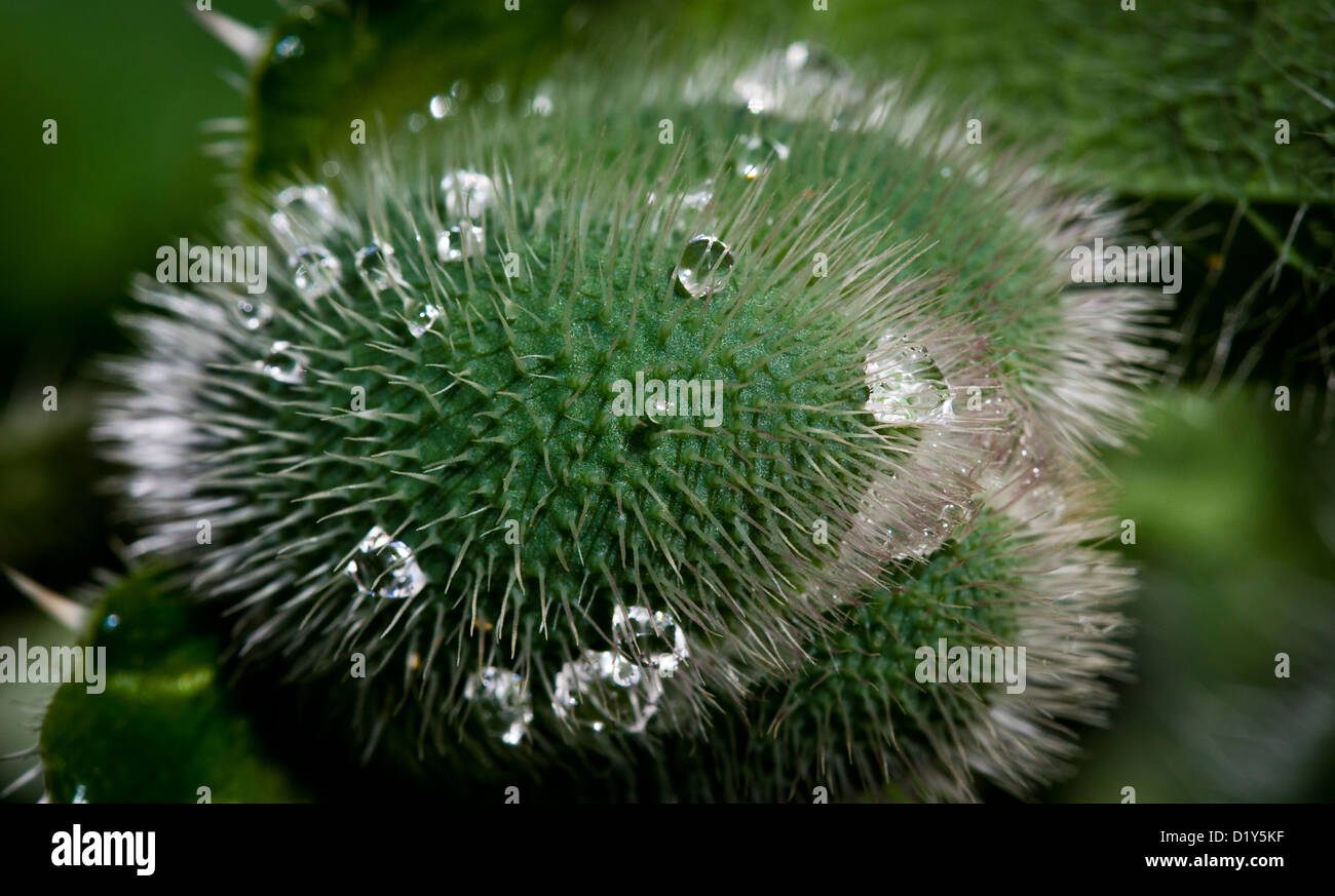 Shell Case Stock Photos & Shell Case Stock Images - Alamy