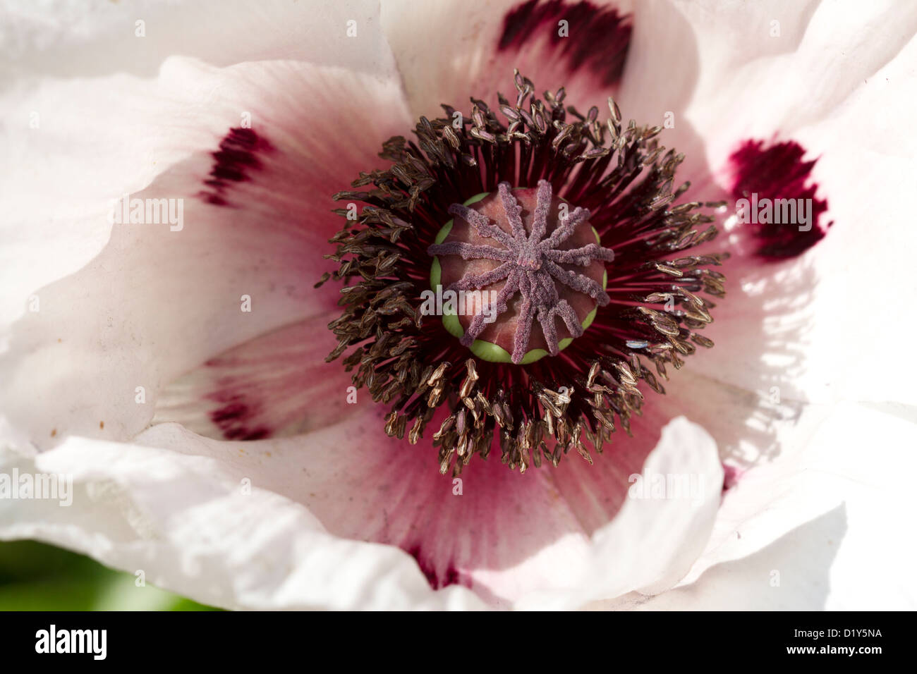 White poppy hi-res stock photography and images - Alamy