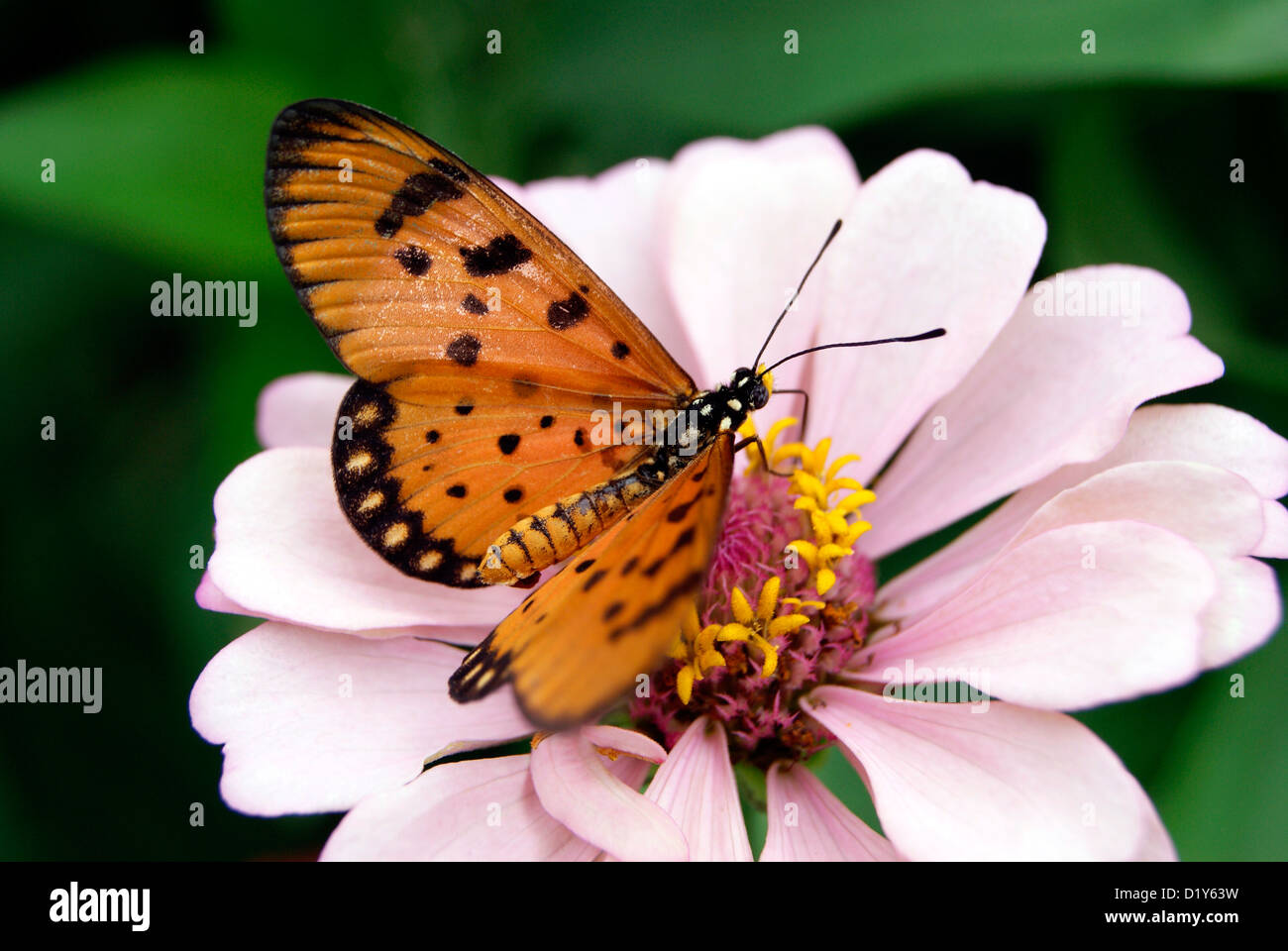 India tribe butterfly hi-res stock photography and images - Alamy