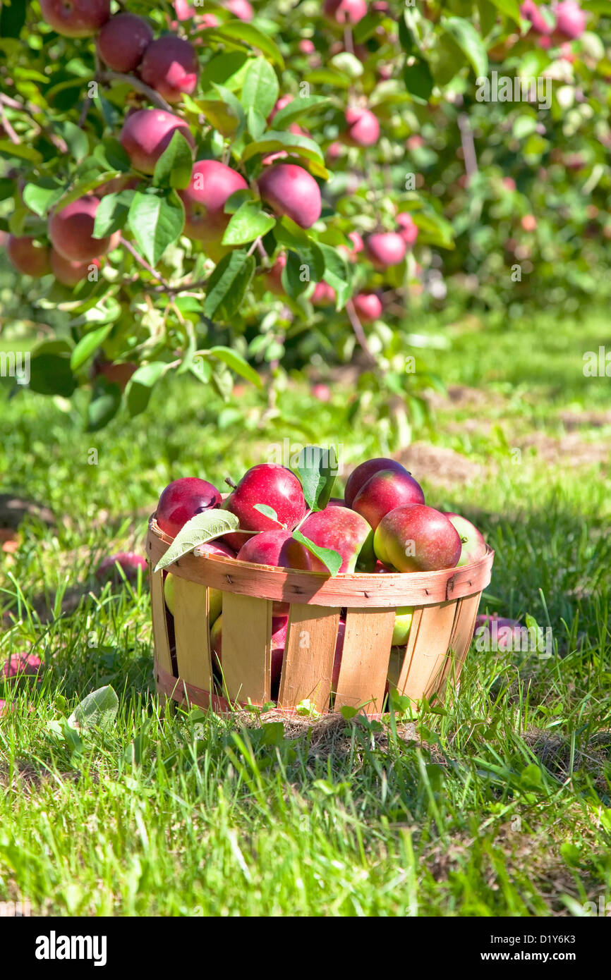 Apple orchard hi-res stock photography and images - Alamy