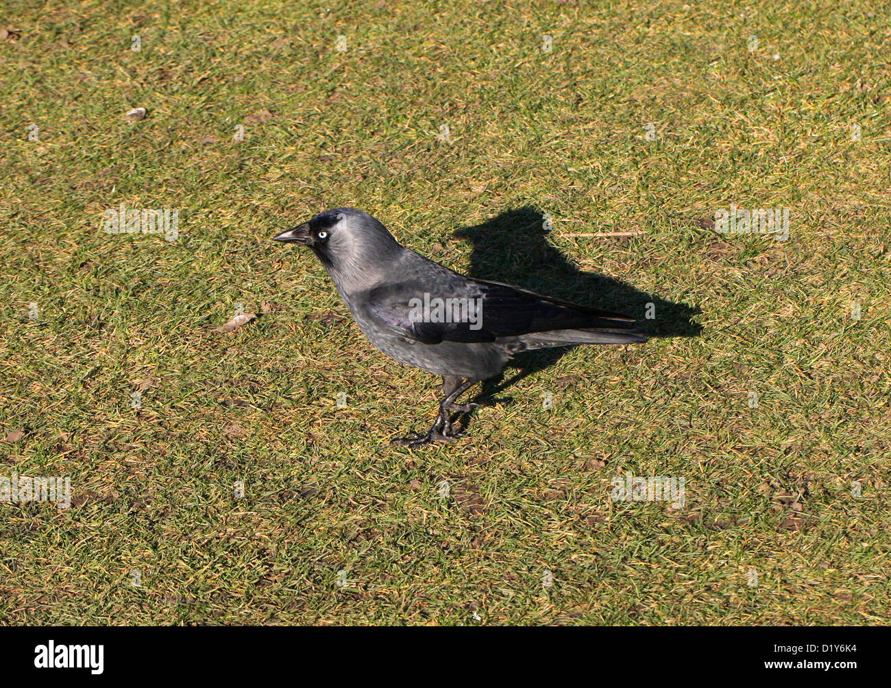 Western Jackdaw, Corvus monedula, Corvidae. Aka Eurasian Jackdaw ...