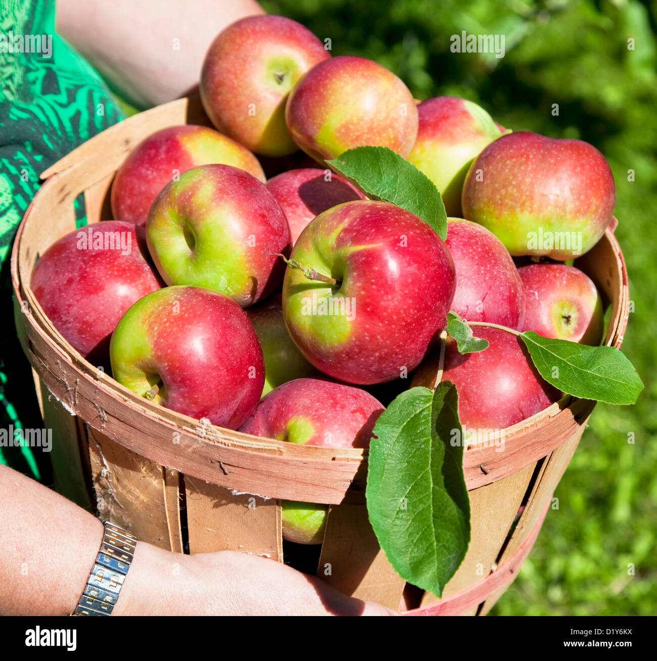 Orchard picker hi-res stock photography and images - Alamy