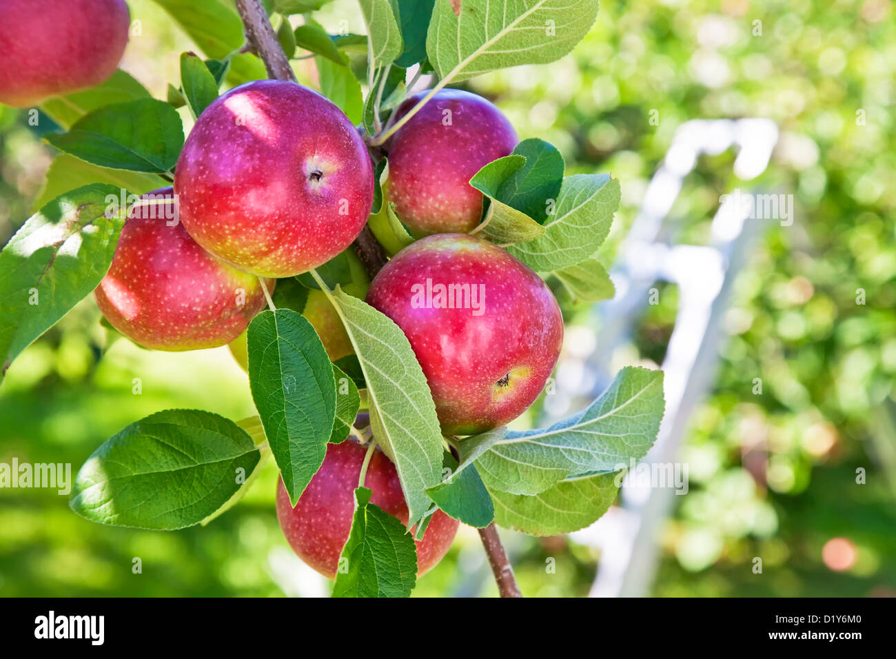 Apple harvest in a commercial orchard Stock Photo - Alamy