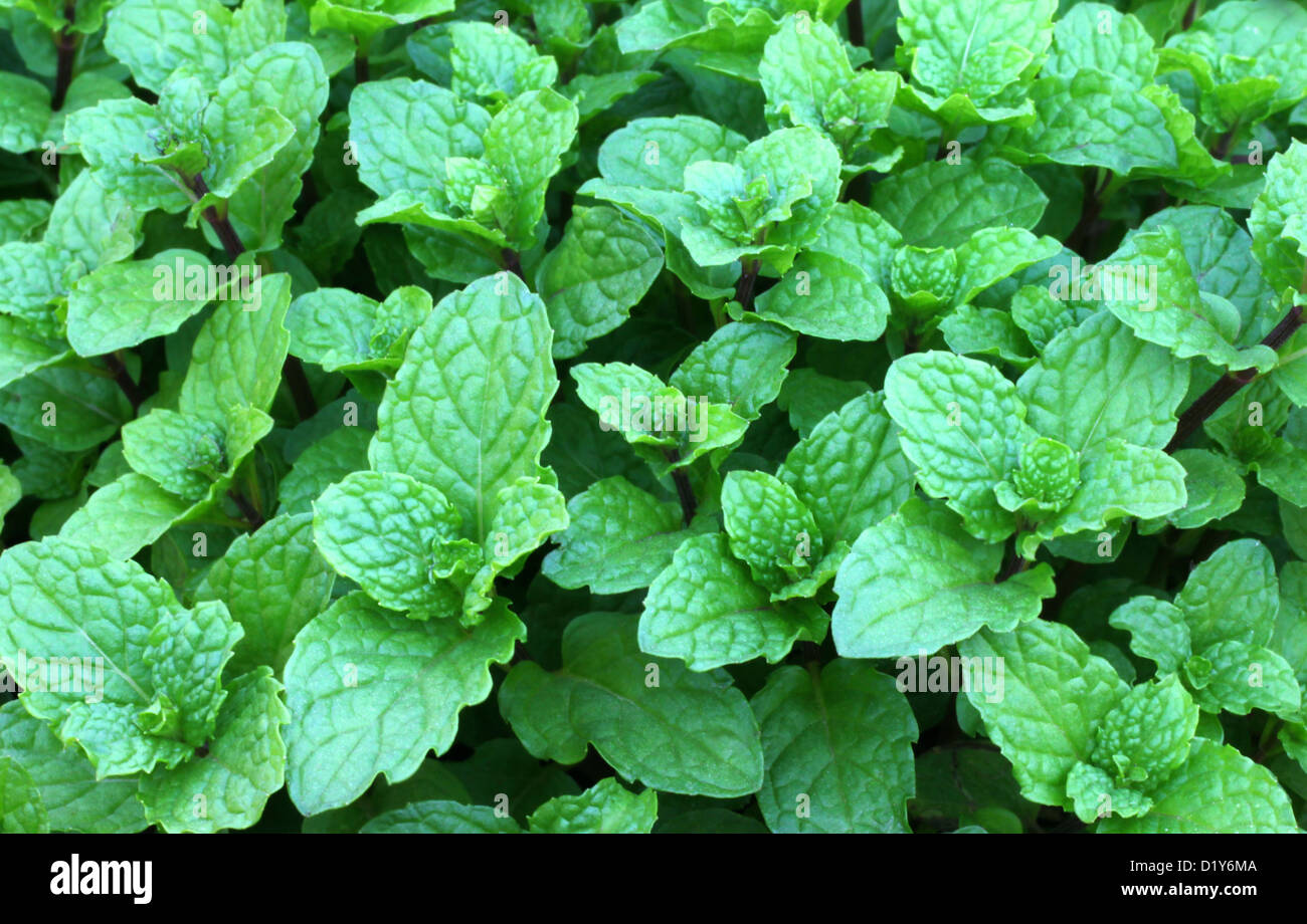 Fresh mint leaves Stock Photo - Alamy