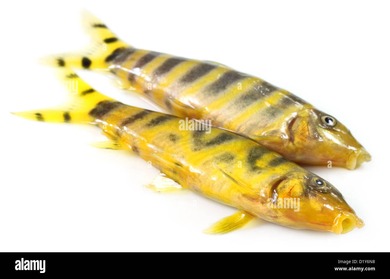 Zebra fish egg hi-res stock photography and images - Alamy