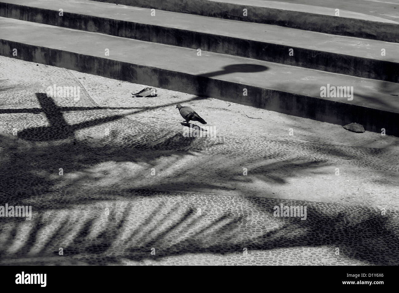 Pigeon next stairs on cobbled sidewalk, southern Thailand Stock Photo ...