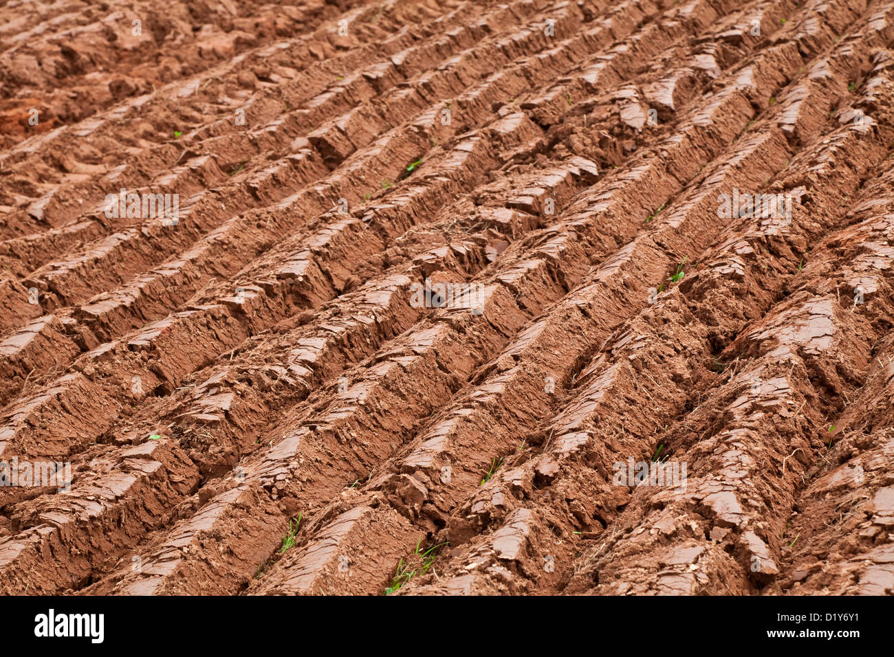 Straight furrows in a newly plowed field Stock Photo - Alamy