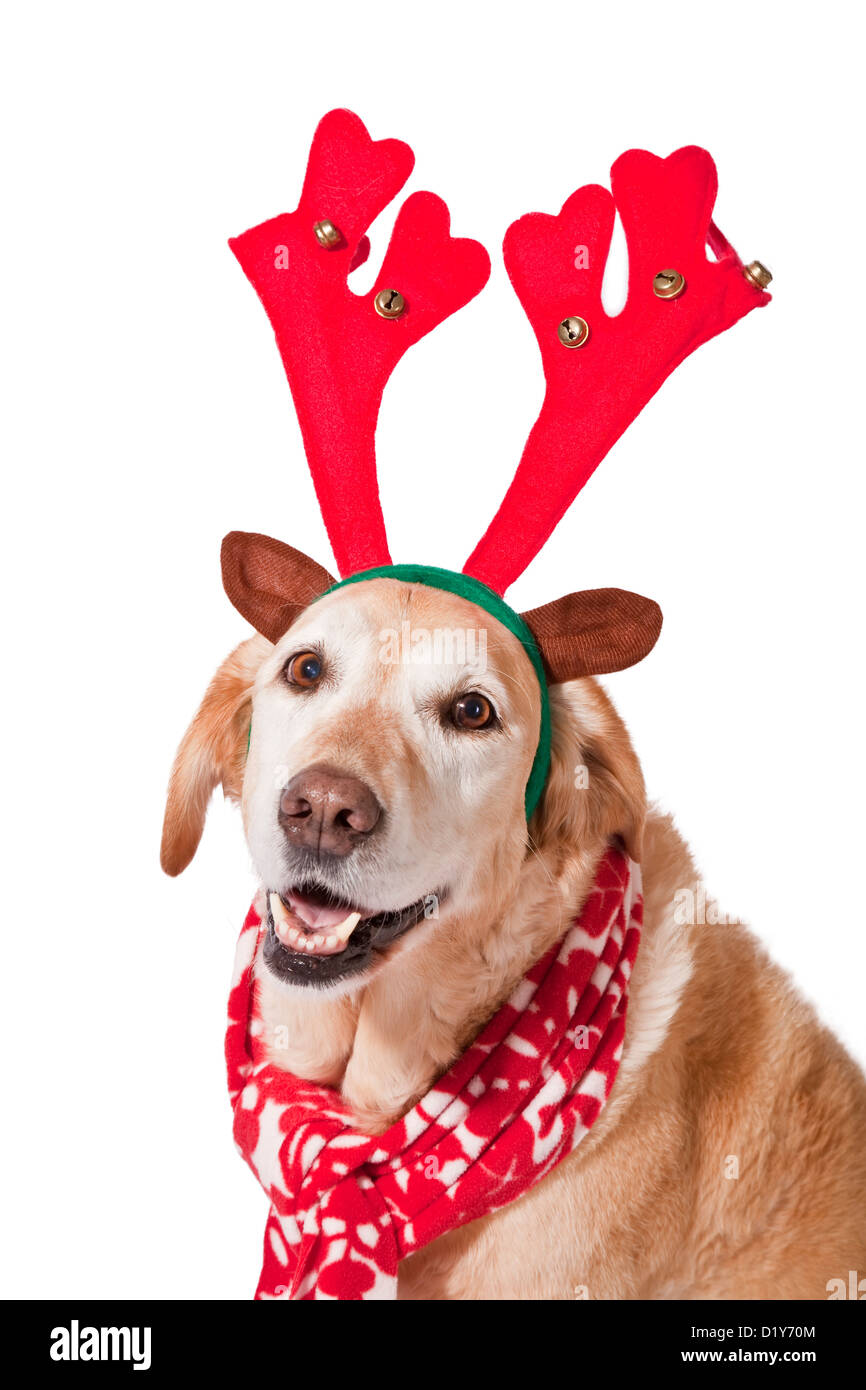 A mature golden labrador outfitted for Christmas Stock Photo - Alamy