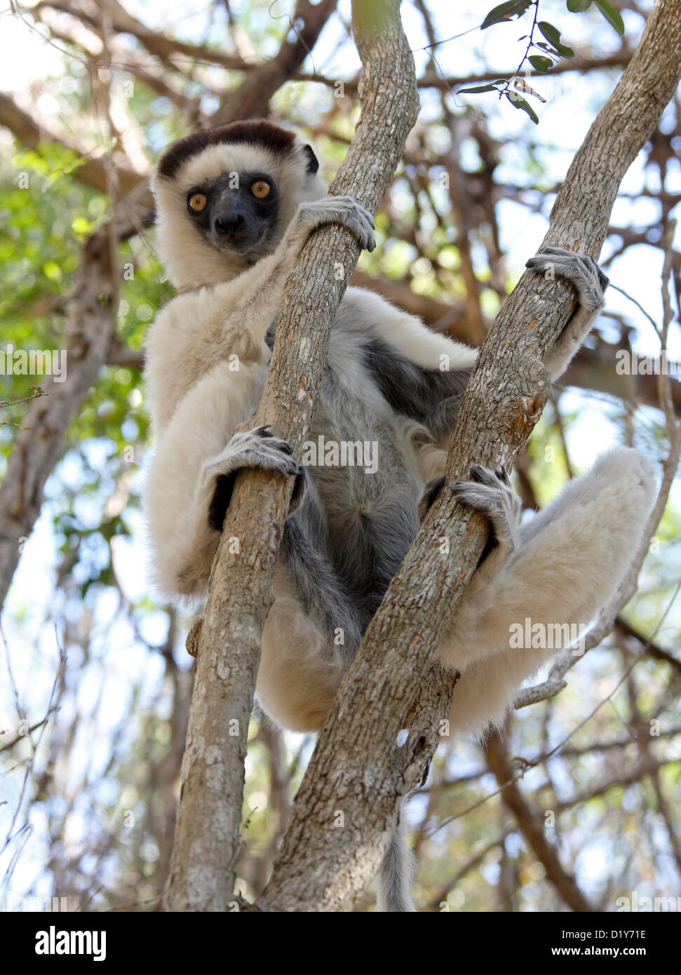 Verreaux's Sifaka, Propithecus verreauxi, Indriidae, Primates. Zombitse ...