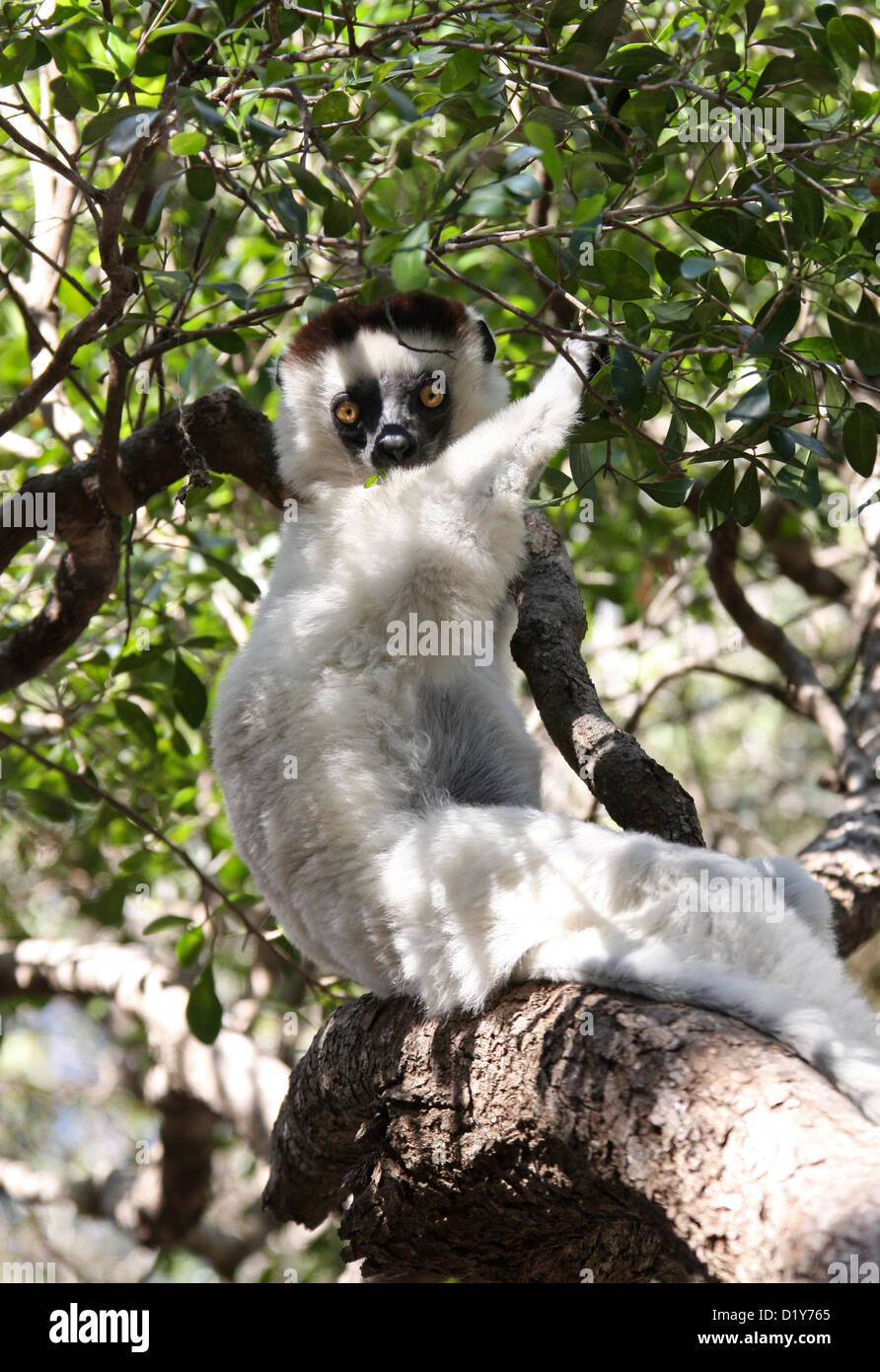 Verreaux's Sifaka, Propithecus verreauxi, Indriidae, Primates. Zombitse ...