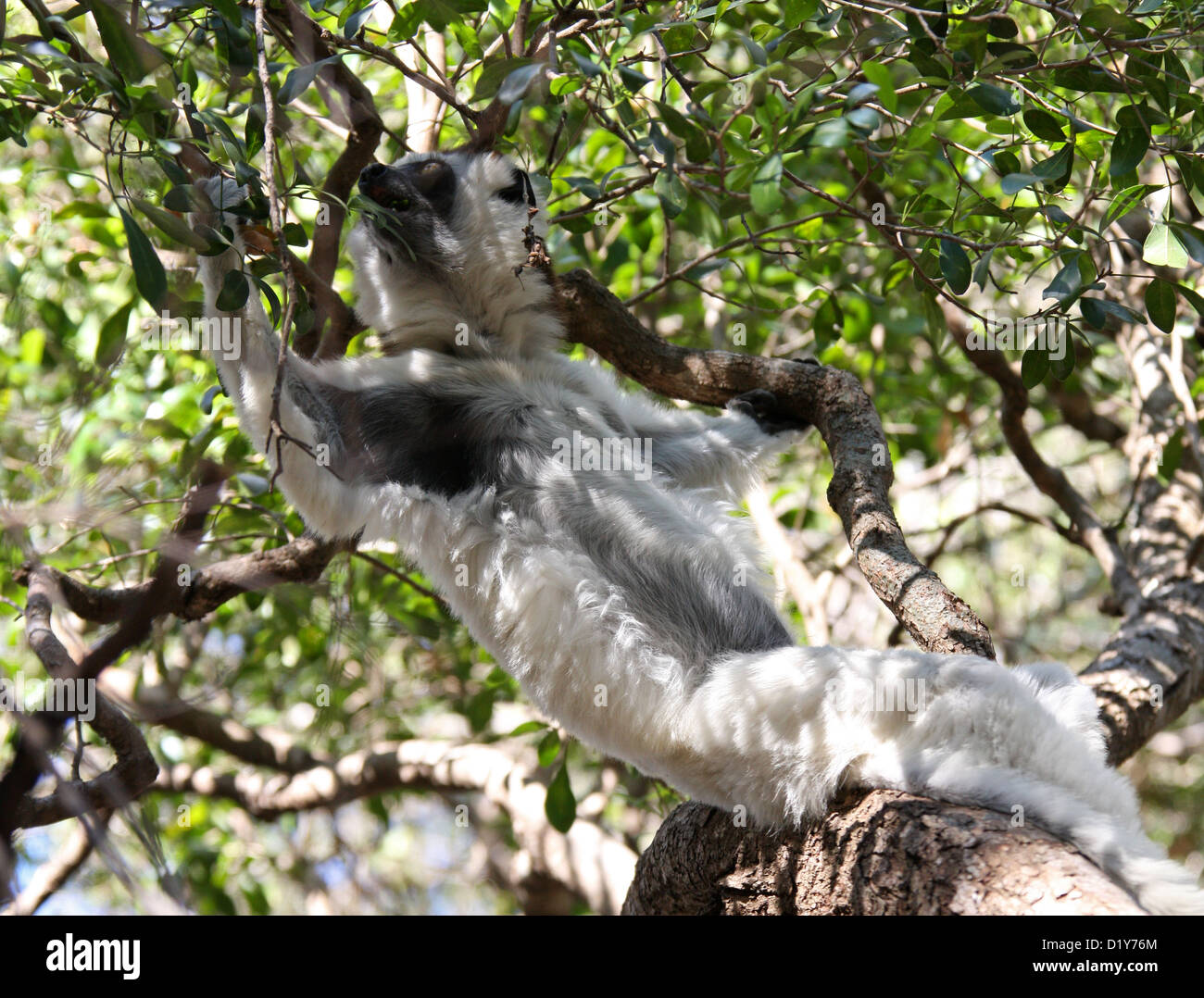 Verreaux's Sifaka, Propithecus verreauxi, Indriidae, Primates. Zombitse ...